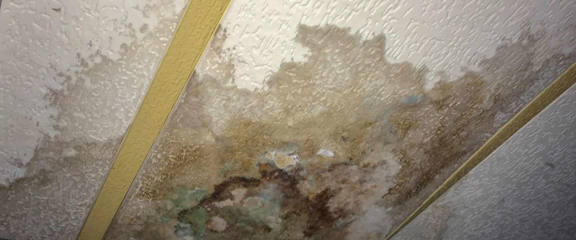 How to Identify Mold After Water Damage